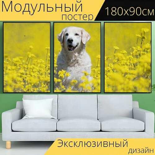 Модульный постер "Собака, золотистый ретривер, портрет животных" 180 x 90 см. для интерьера