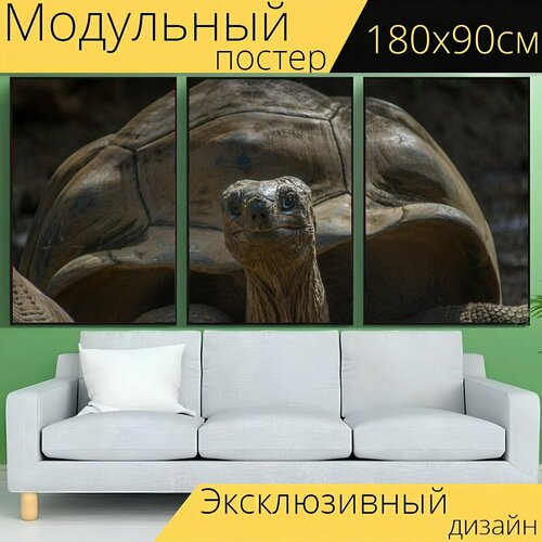 Модульный постер "Черепаха, гигантская черепаха, рептилия" 180 x 90 см. для интерьера