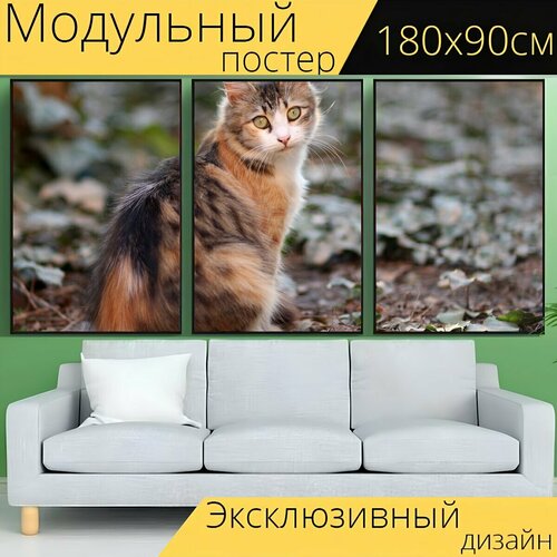 Модульный постер "Кот, кошачий, цветной" 180 x 90 см. для интерьера