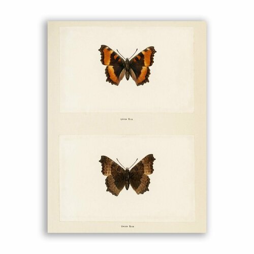 Картина на холсте, репродукция / Гравюры бабочек / Размер 60 x 80 см