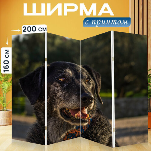 Ширма перегородка с принтом "Собака, портрет, старый" на холсте - 200x160 см. для зонирования, раскладная