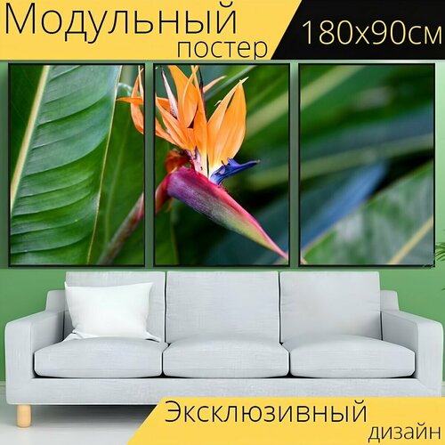 Модульный постер "Райская птица цветок, райский цветок, хвостатые" 180 x 90 см. для интерьера