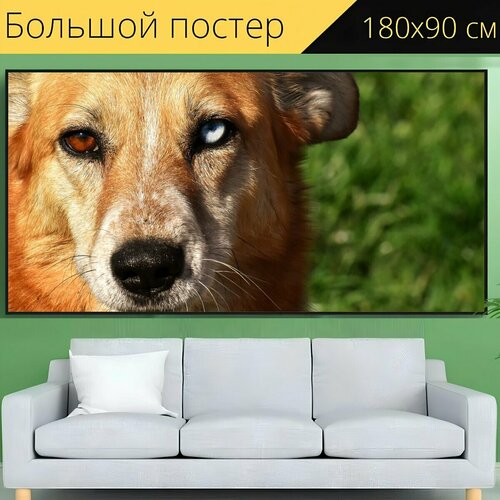 Большой постер "Собака, животное, разные цвета глаз" 180 x 90 см. для интерьера
