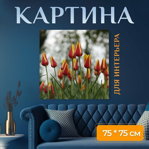 Картина на холсте "Тюльпаны ботанические, цветы, цвет" на подрамнике 75х75 см. для интерьера