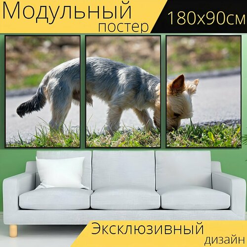 Модульный постер "Собака, обочина, трава" 180 x 90 см. для интерьера
