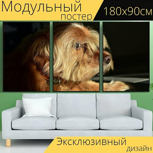 Модульный постер "Собака, гибридный, небольшой" 180 x 90 см. для интерьера