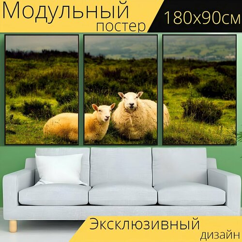 Модульный постер "Овец, животные, ферма" 180 x 90 см. для интерьера