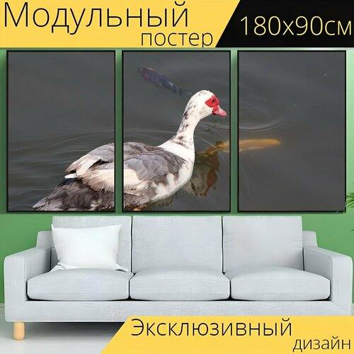 Модульный постер "Мускусная утка, птица, пруд" 180 x 90 см. для интерьера
