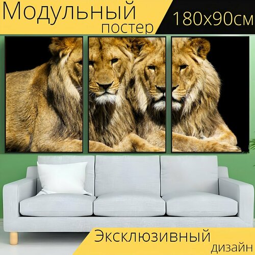 Модульный постер "Животное, лев, кот" 180 x 90 см. для интерьера