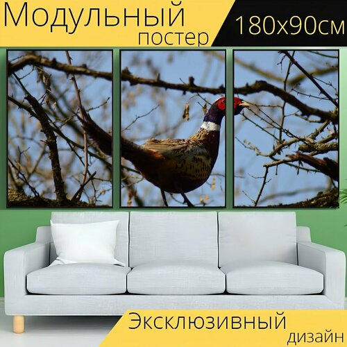 Модульный постер "Птица, фазан, оперение" 180 x 90 см. для интерьера