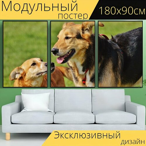 Модульный постер "Собаки, шерсть, животное" 180 x 90 см. для интерьера