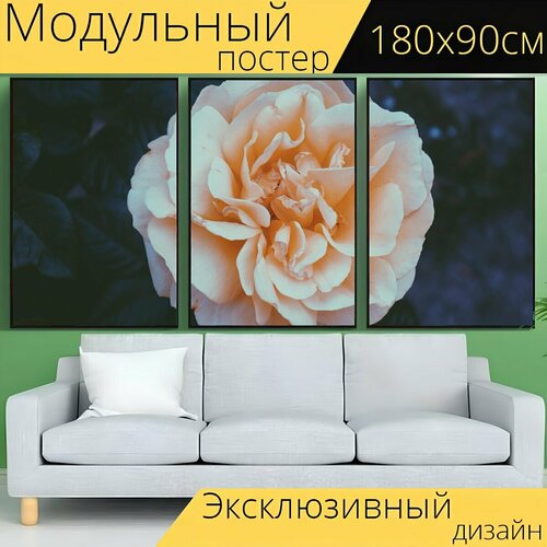 Модульный постер "Роза, апельсин, белый" 180 x 90 см. для интерьера