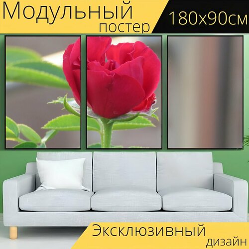 Модульный постер "Красная роза цветок, роза, розы" 180 x 90 см. для интерьера