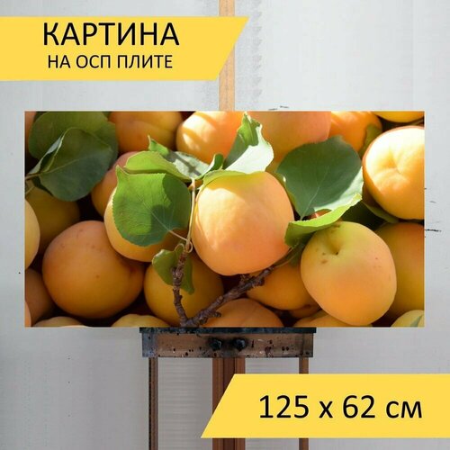 Картина на ОСП 125х62 см. "Абрикосы, спелый, фрукты" горизонтальная, для интерьера, с креплениями