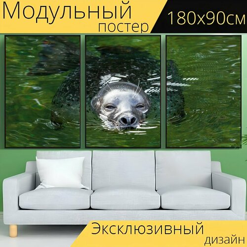 Модульный постер "Тюлень, плавать, вода" 180 x 90 см. для интерьера