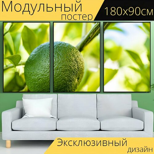 Модульный постер "Горький апельсин, зеленый апельсин, фрукты" 180 x 90 см. для интерьера