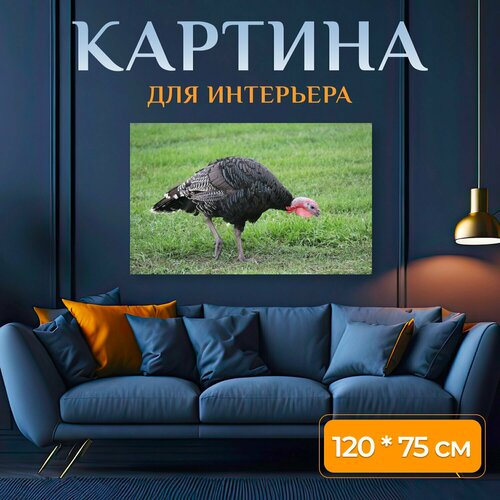 Картина на холсте "Турция, животное, птица" на подрамнике 120х75 см. для интерьера