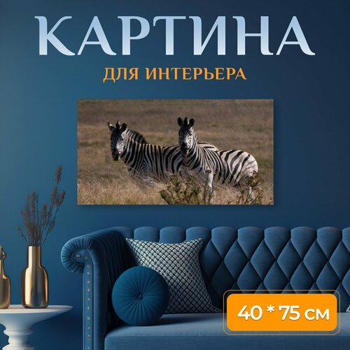 Картина на холсте "Зебра, африка, животное" на подрамнике 75х40 см. для интерьера