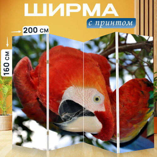 Ширма перегородка с принтом "Попугай, птица, ара" на холсте - 200x160 см. для зонирования, раскладная