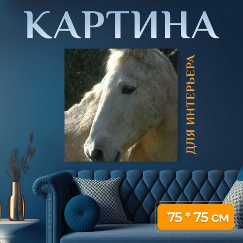 Картина на холсте "Лошадь, паломино, пони" на подрамнике 75х75 см. для интерьера