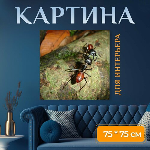 Картина на холсте "Муравьи, насекомые, борнео" на подрамнике 75х75 см. для интерьера