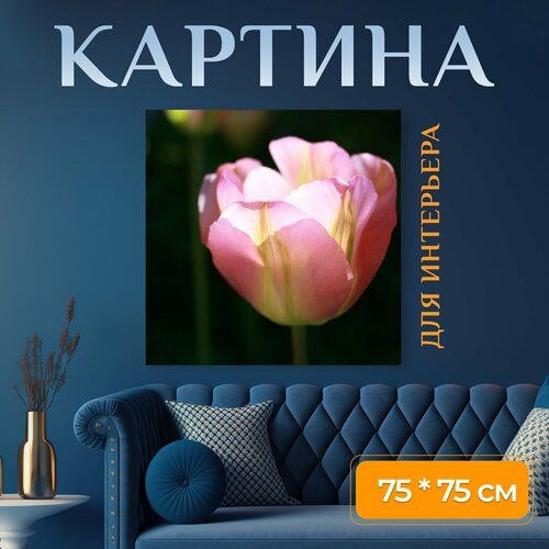 Картина на холсте "Тюльпан, лепестки, розовый" на подрамнике 75х75 см. для интерьера