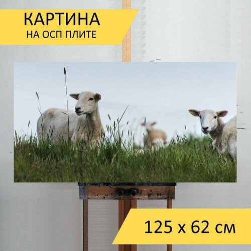 Картина на ОСП 125х62 см. "Овец, трава, природа" горизонтальная, для интерьера, с креплениями