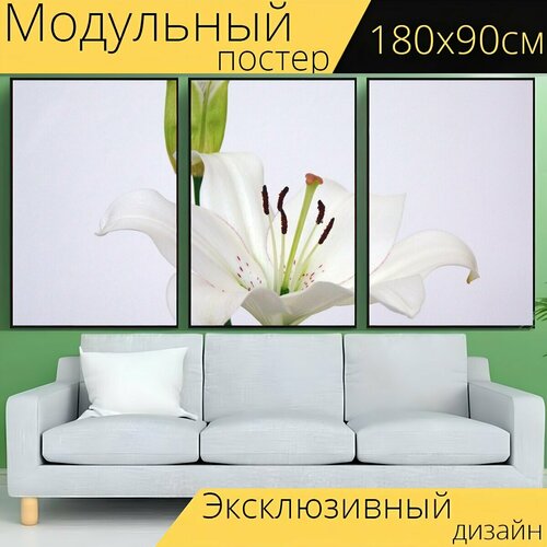 Модульный постер "Азиатская лилия, лилия азиатская, цветок" 180 x 90 см. для интерьера