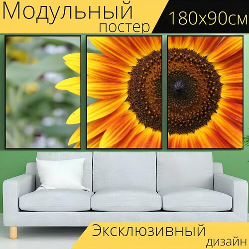Модульный постер "Цветок, подсолнечник, сад" 180 x 90 см. для интерьера