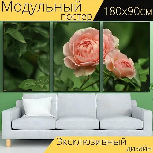 Модульный постер "Цветы, роза, розовый" 180 x 90 см. для интерьера