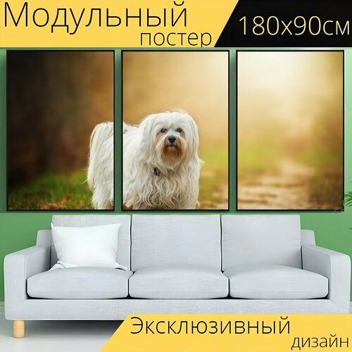 Модульный постер "Собака, отблеск, гаванский" 180 x 90 см. для интерьера
