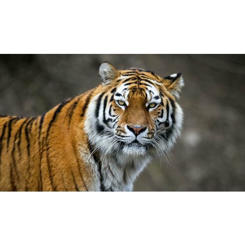 Картина на холсте 60x110 LinxOne "Тигр морда амурский кошка взгляд" интерьерная для дома / на стену / на кухню / с подрамником