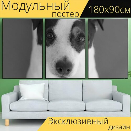 Модульный постер "Собака, джек рассел, симпатичные" 180 x 90 см. для интерьера