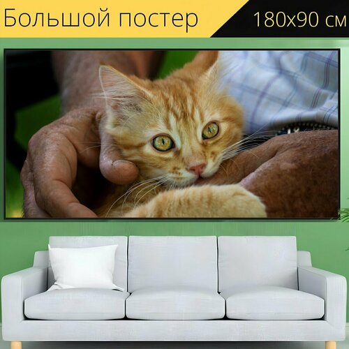 Большой постер "Милый, кошка, животное" 180 x 90 см. для интерьера