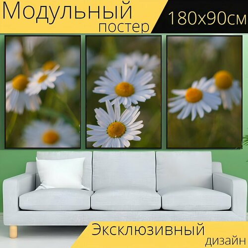 Модульный постер "Ромашка, цветы, белый цветок" 180 x 90 см. для интерьера