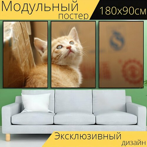 Модульный постер "Кошка, милый, кот и" 180 x 90 см. для интерьера