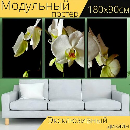 Модульный постер "Орхидеи, цветы, белый" 180 x 90 см. для интерьера
