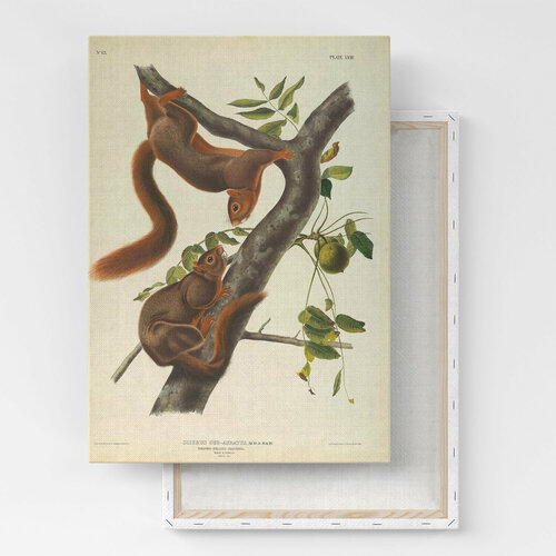 Картина на холсте, репродукция / Джон Джеймс Одюбон - Orange-Bellied Squirrel / Размер 30 x 40 см