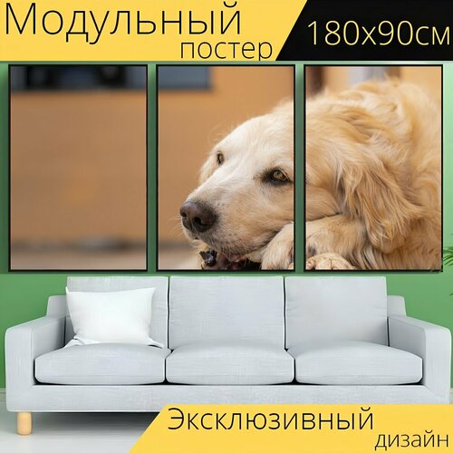 Модульный постер "Золотистый ретривер, собака, кинологов" 180 x 90 см. для интерьера