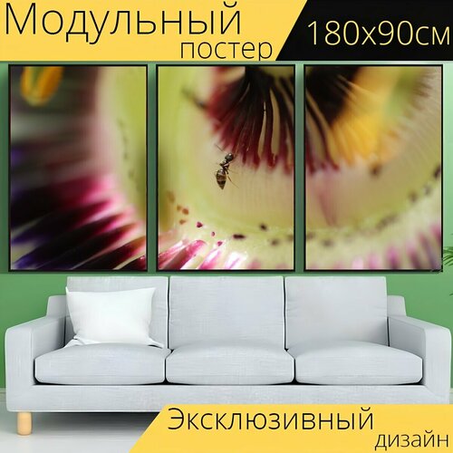 Модульный постер "Макрос, цветок страсти, муравей" 180 x 90 см. для интерьера