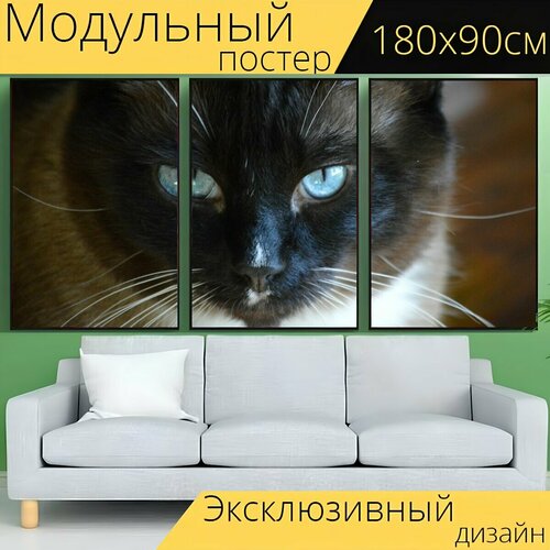 Модульный постер "Кошка, лицо кота, голубые глаза" 180 x 90 см. для интерьера