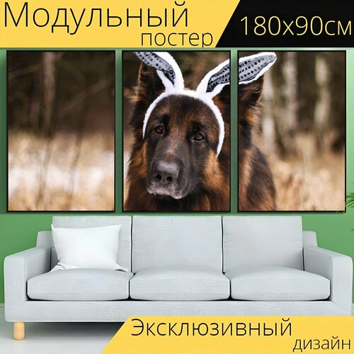 Модульный постер "Собака, немецкая овчарка, заячьи уши" 180 x 90 см. для интерьера