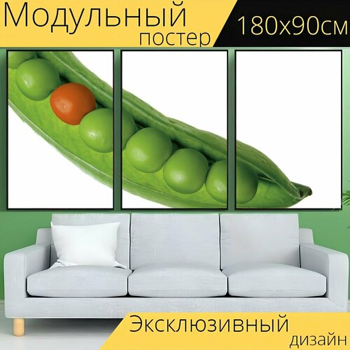 Модульный постер "Горох, стручок гороха, овощи" 180 x 90 см. для интерьера