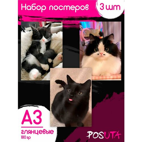 Постер Коты милые котики дизайн комнаты Картины Интерьерные