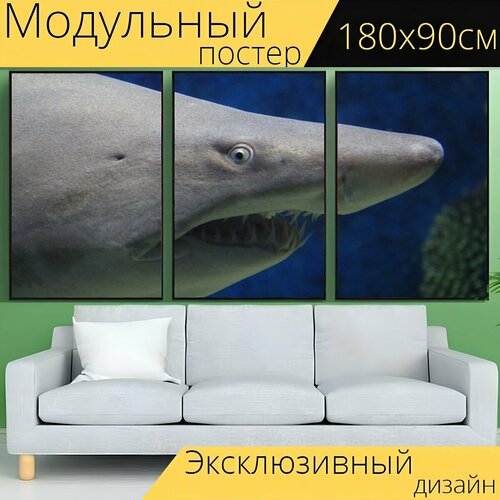 Модульный постер "Акула, животное, море" 180 x 90 см. для интерьера