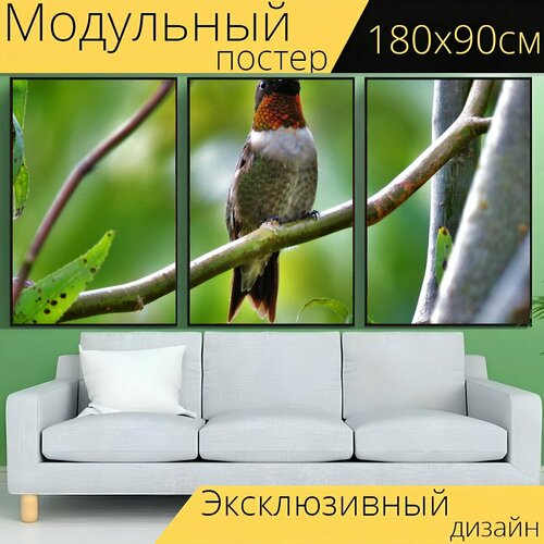 Модульный постер "Колибри, птица, природа" 180 x 90 см. для интерьера