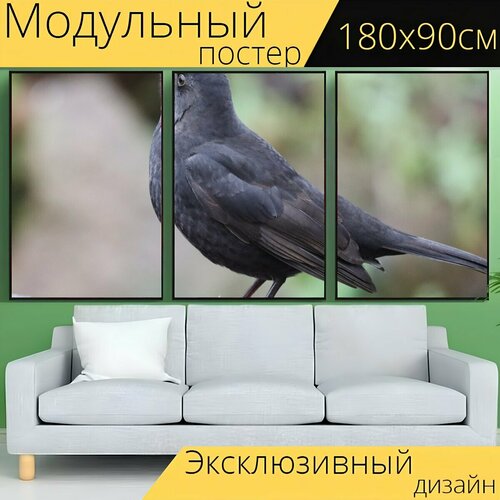Модульный постер "Птица, черный дрозд, природа" 180 x 90 см. для интерьера