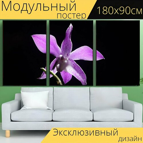 Модульный постер "Орхидея, цветок, завод" 180 x 90 см. для интерьера