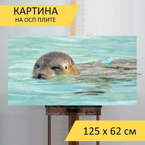 Картина на ОСП 125х62 см. "Печать, зоопарк, воды" горизонтальная, для интерьера, с креплениями