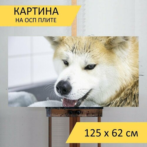Картина на ОСП 125х62 см. "Собака, купание, шибу" горизонтальная, для интерьера, с креплениями